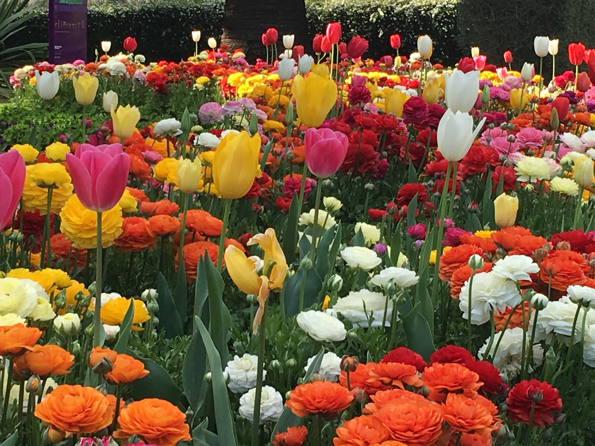 Queen’s Park Spring | Toowoomba Holiday Rentals